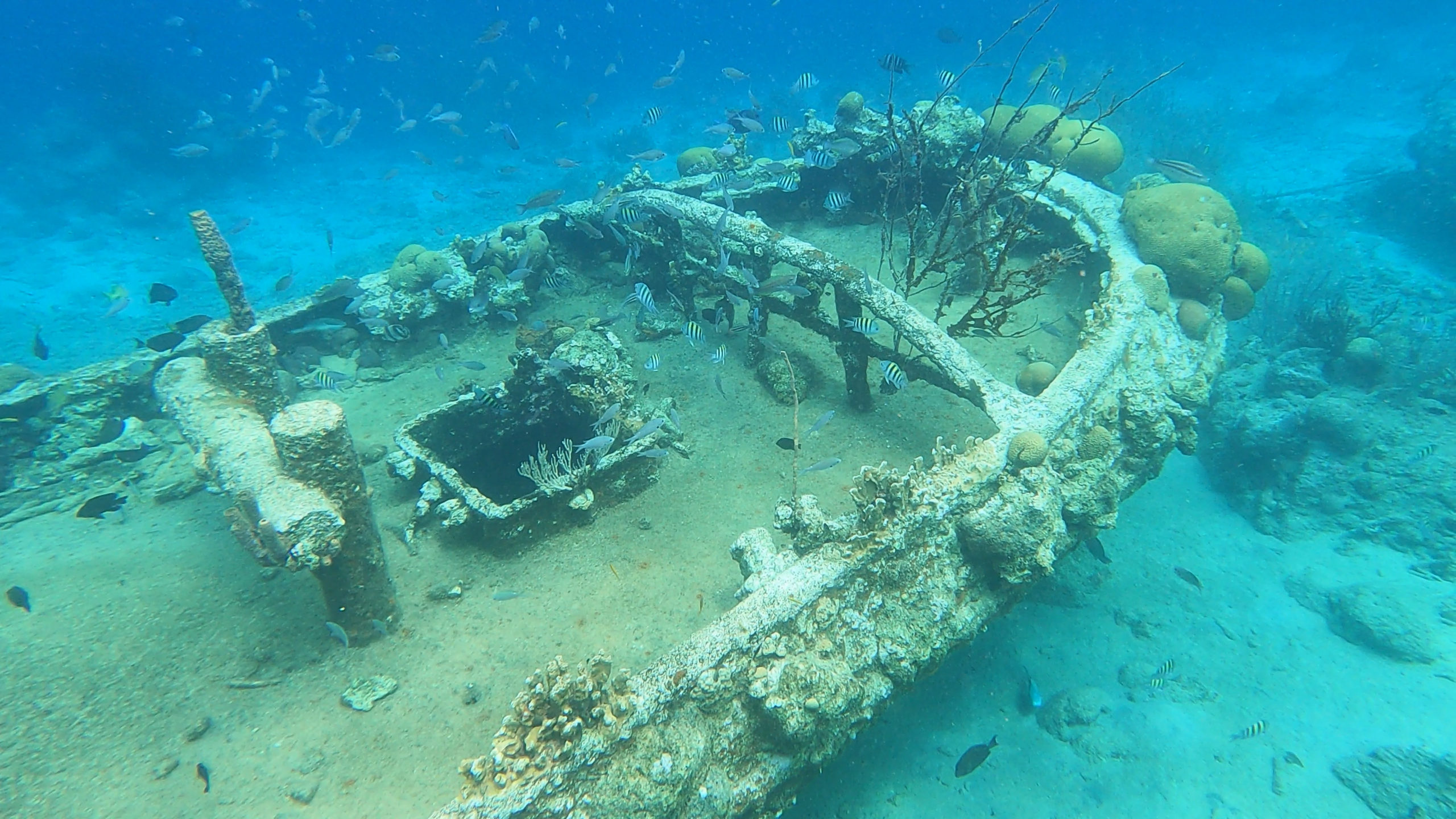 Adventure Awaits in Curacao - Swim with Sea Turtles - Vine Images INC