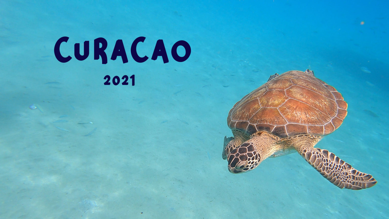 Adventure Awaits in Curacao - Swim with Sea Turtles - Vine Images INC